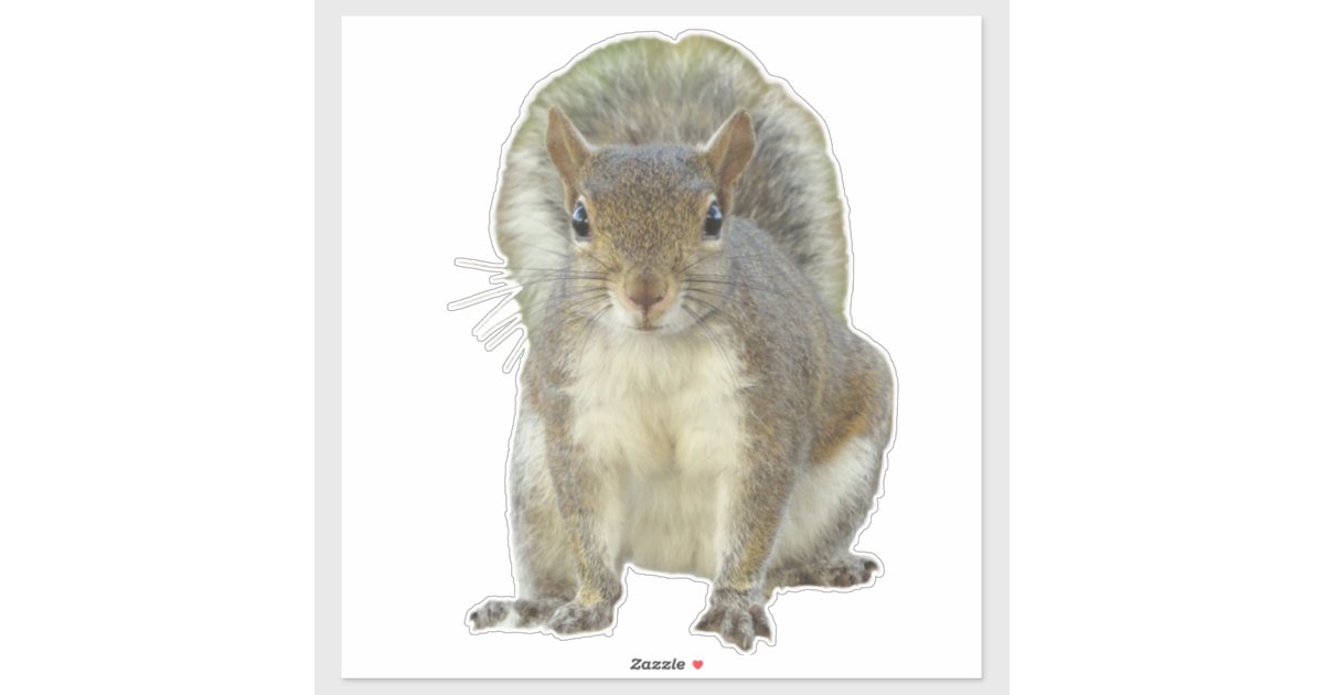 Squirrel face to face sticker | Zazzle