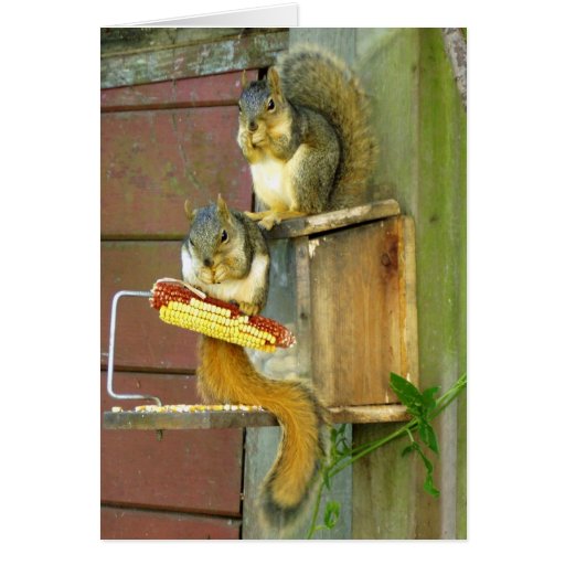 Squirrel friends card | Zazzle
