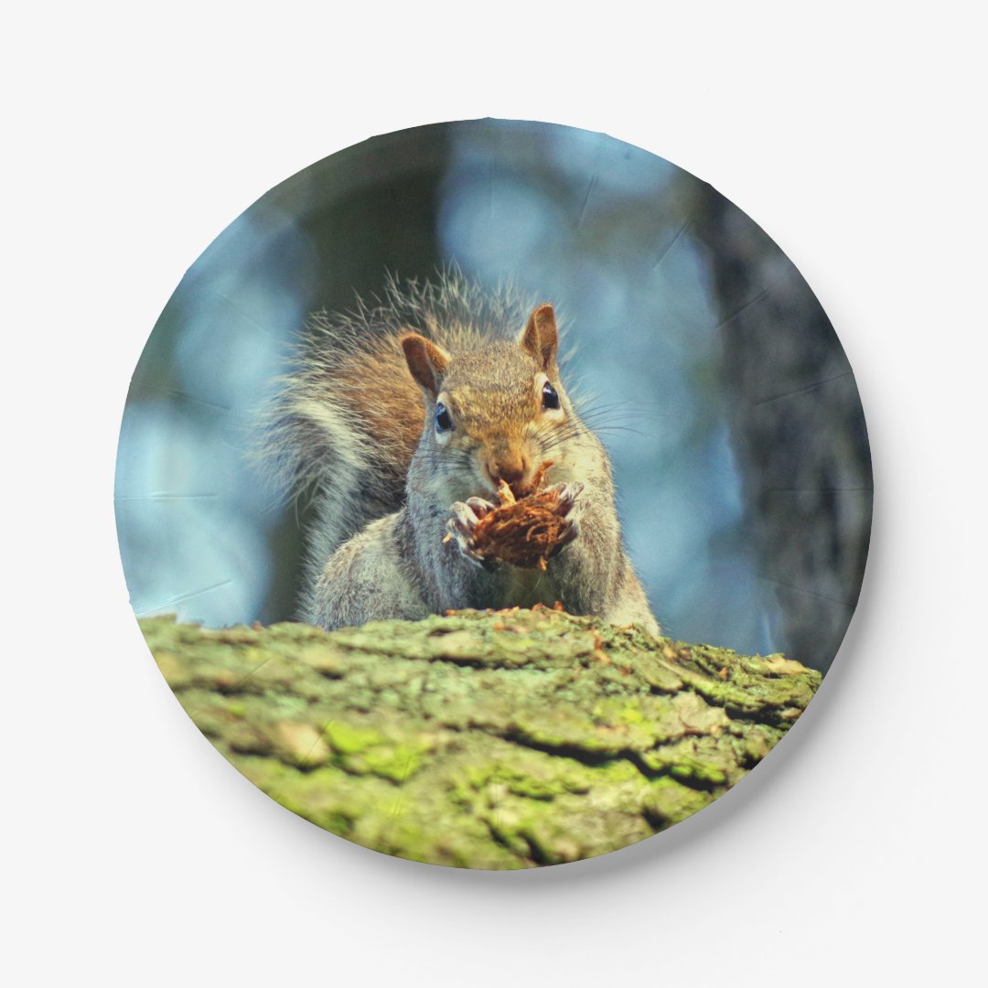 Squirrel (Gray) paper plate | Zazzle