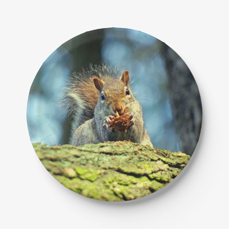 Squirrel (Gray) paper plate | Zazzle