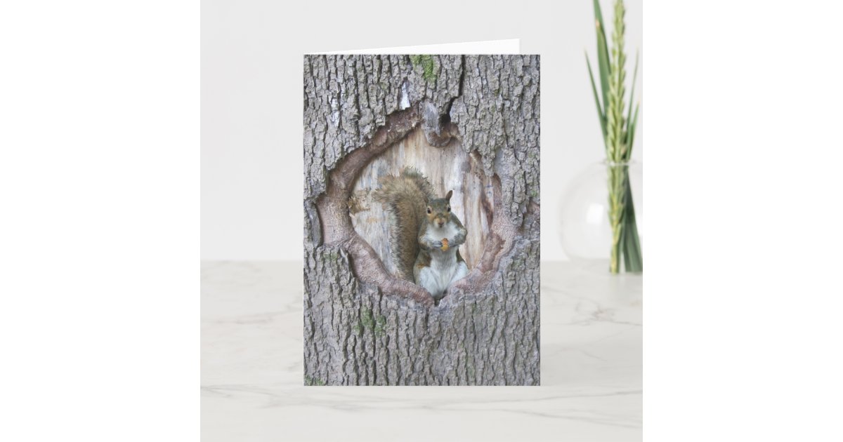 Squirrel hello card | Zazzle