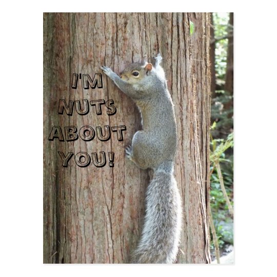 Squirrel: I'm Nuts About You! Postcard | Zazzle.com