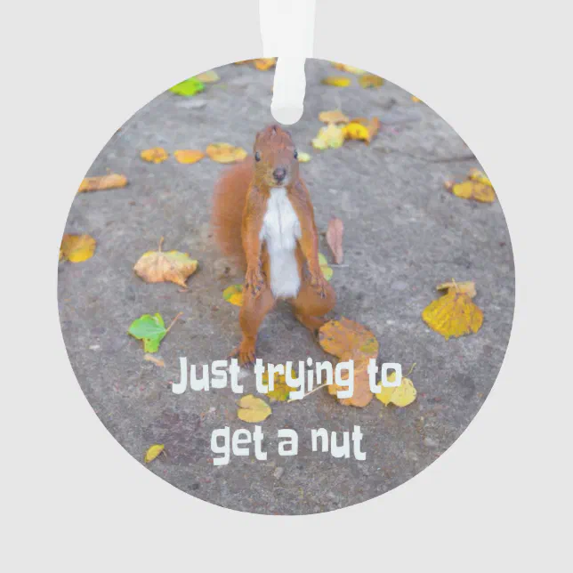 squirrel Just trying to get a nut Ornament | Zazzle
