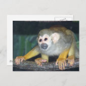 Squirrel Monkey Crouching Postcard | Zazzle