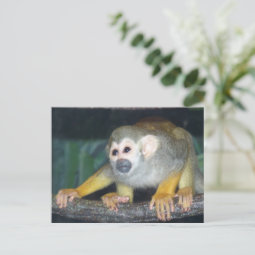 Squirrel Monkey Crouching Postcard | Zazzle
