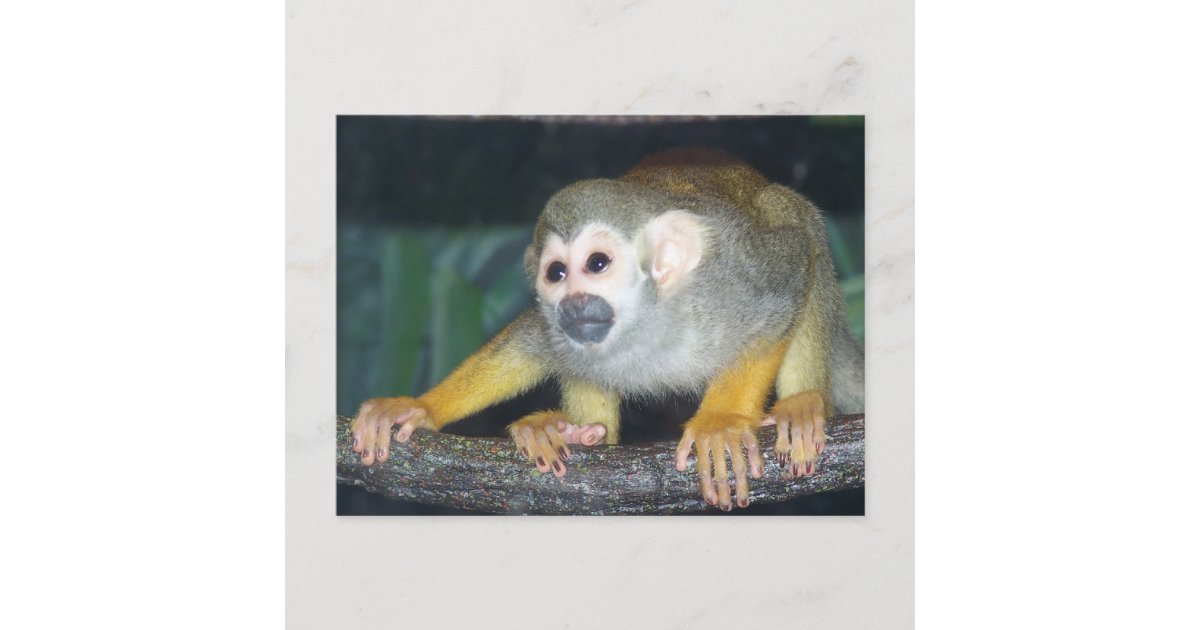 Squirrel Monkey Crouching Postcard | Zazzle