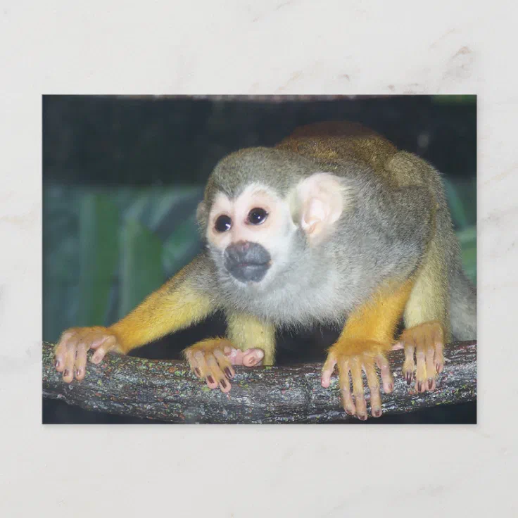 Squirrel Monkey Crouching Postcard | Zazzle