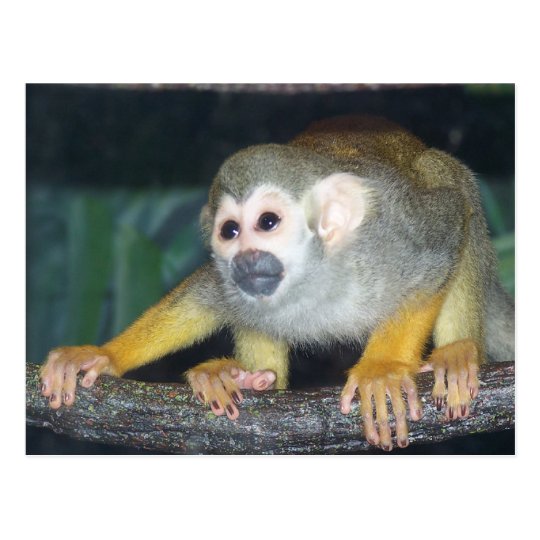 Squirrel Monkey Crouching Postcard | Zazzle.com