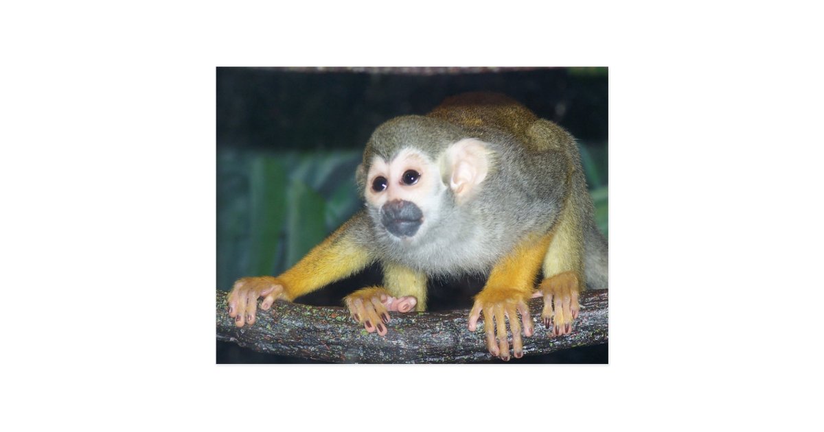 Squirrel Monkey Crouching Postcard | Zazzle.com