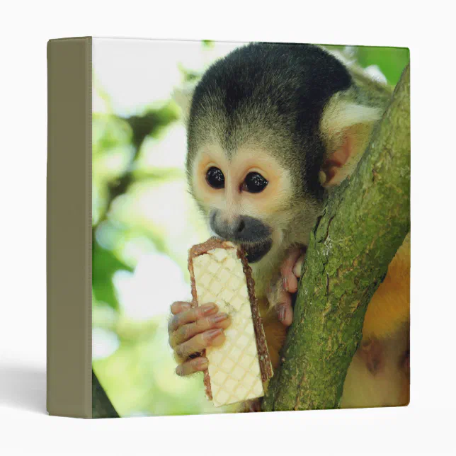 Squirrel Monkey Eating a Wafer Biscuit 3 Ring Binder | Zazzle