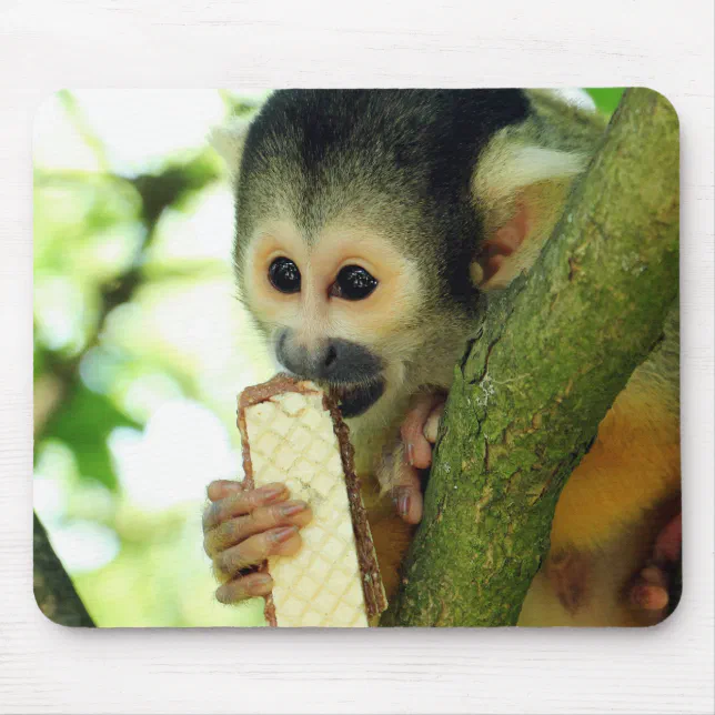 Squirrel Monkey Eating a Wafer Biscuit Mouse Pad | Zazzle