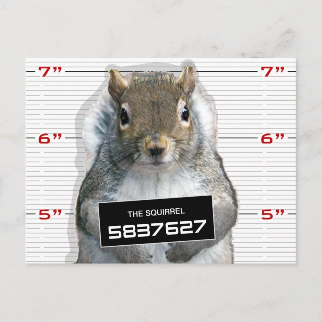Squirrel Mug Shot Postcard | Zazzle