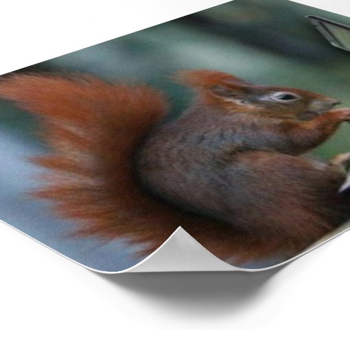 Squirrel on Laptop Poster | Zazzle
