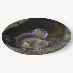 Squirrel Paper Plates | Zazzle