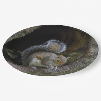 Squirrel Paper Plates | Zazzle