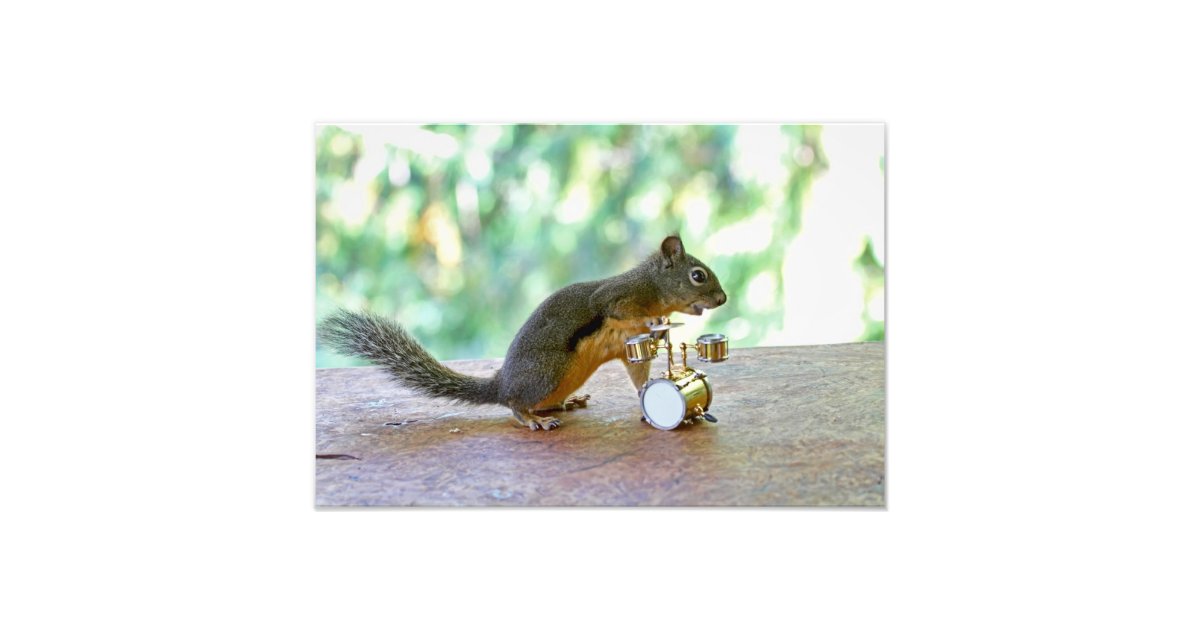 Squirrel Playing Drums Photo Print | Zazzle