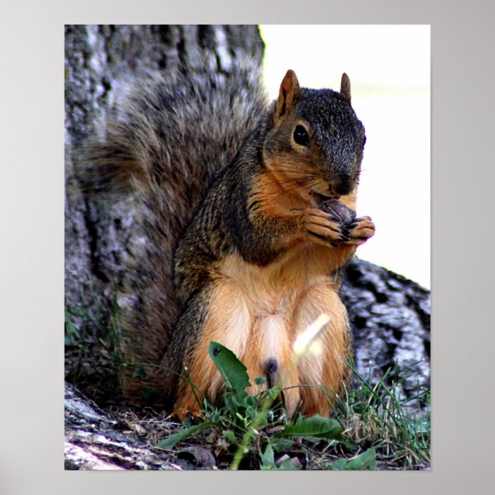 Squirrel Poster | Zazzle.com