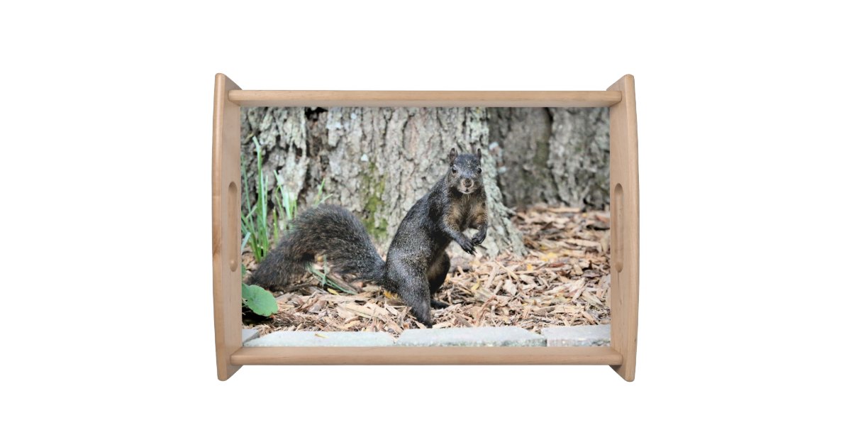 Squirrel serving tray | Zazzle