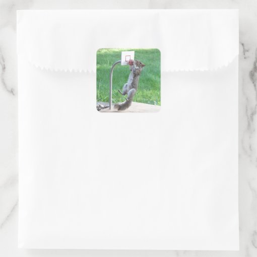 Squirrel Slam Dunk Square Sticker | Zazzle