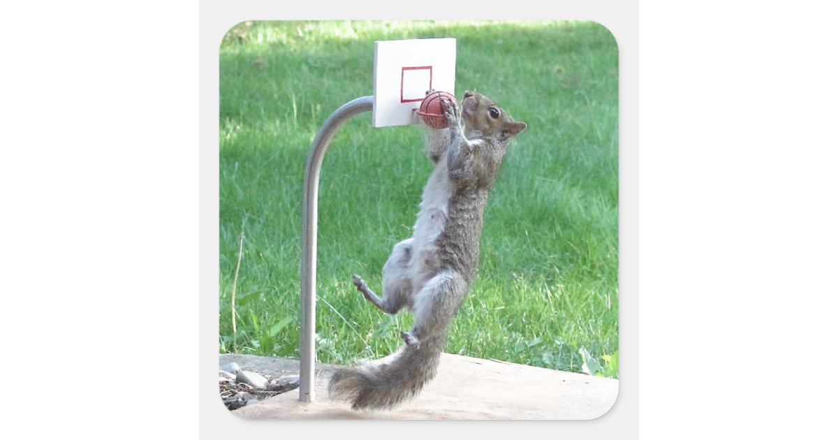 Squirrel Slam Dunk Square Sticker | Zazzle