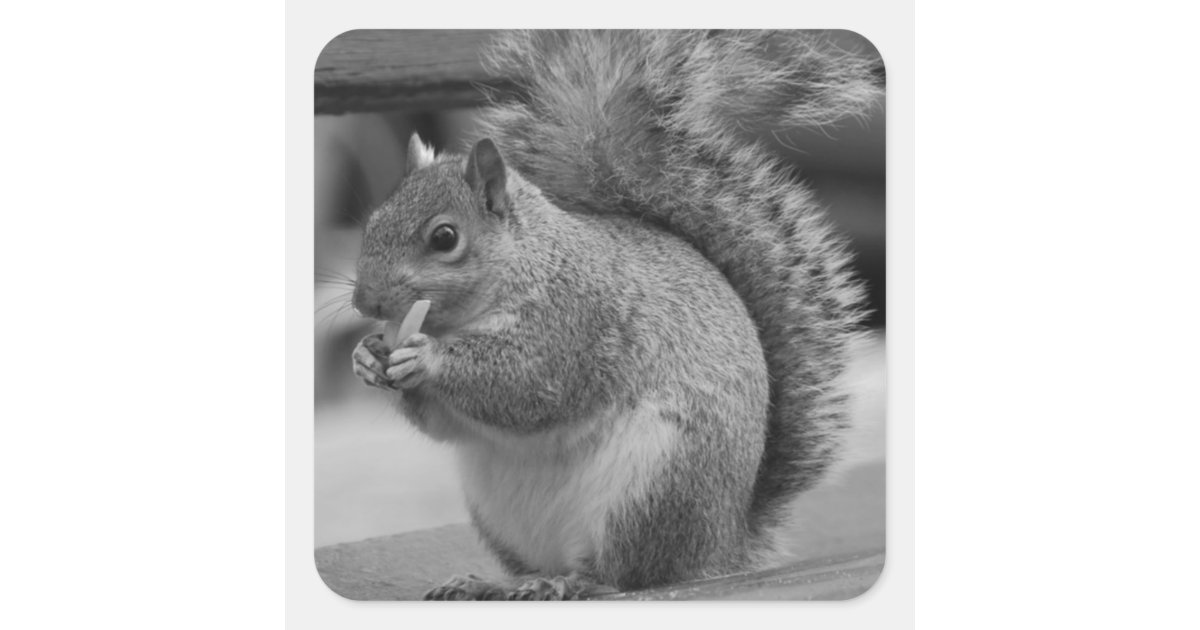 Squirrel Square Sticker | Zazzle