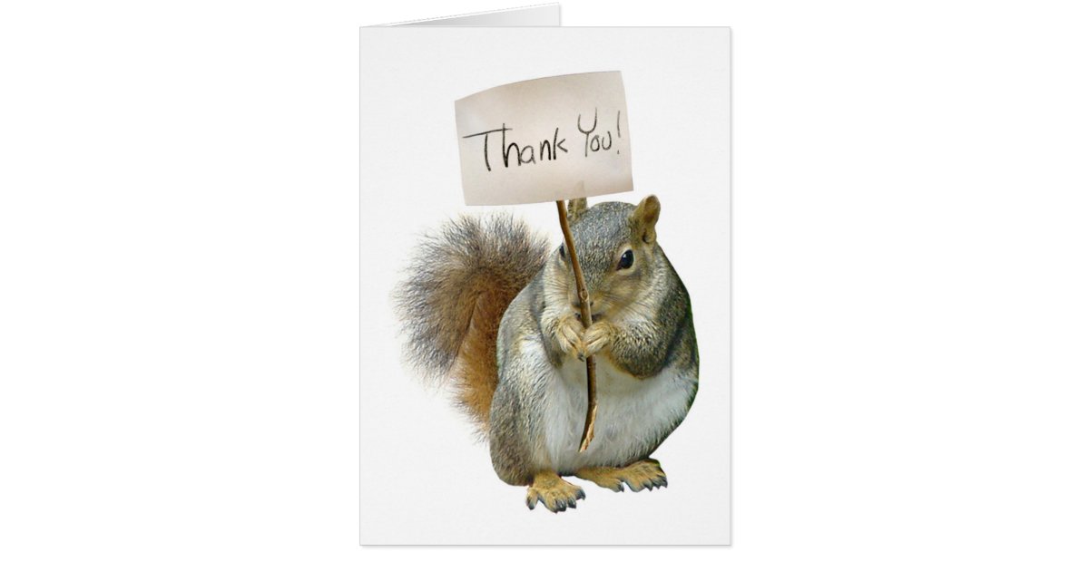 Squirrel Thank You Card | Zazzle.com
