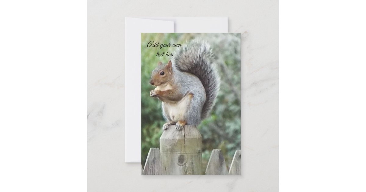 squirrel thank you card | Zazzle