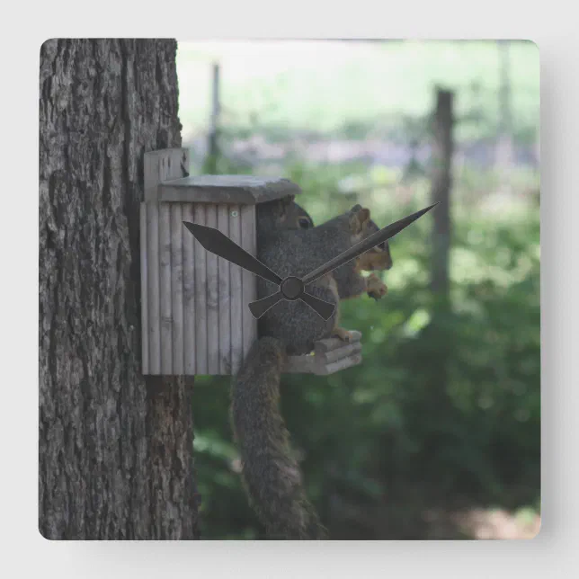 Squirrel Wall Clock | Zazzle