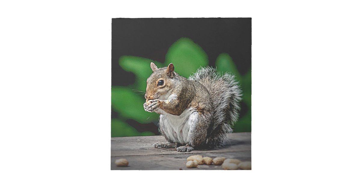 Squirrel with peanuts notepad | Zazzle