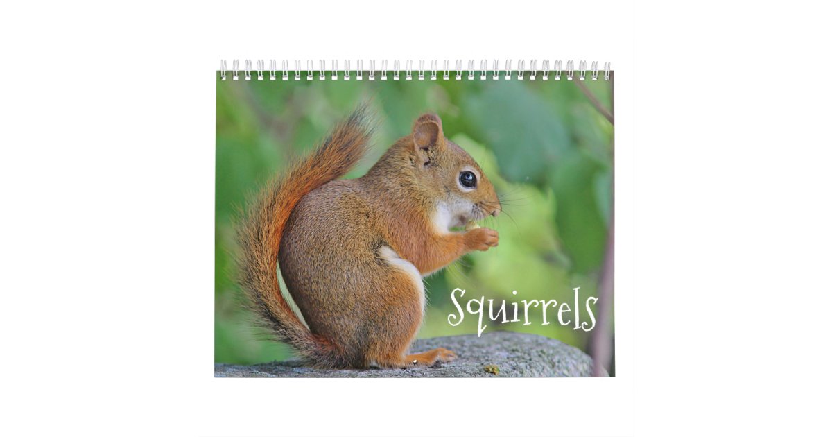 Squirrels Calendar | Zazzle