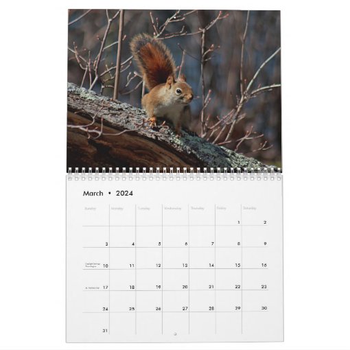Squirrels Calendar | Zazzle