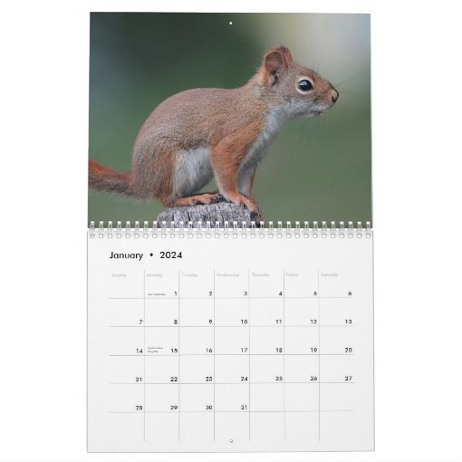 Squirrels Calendar | Zazzle