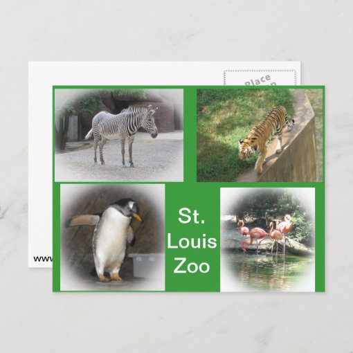 St. Louis Zoo Postcard | Zazzle