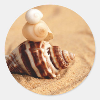 Conch Shell Stickers | Zazzle