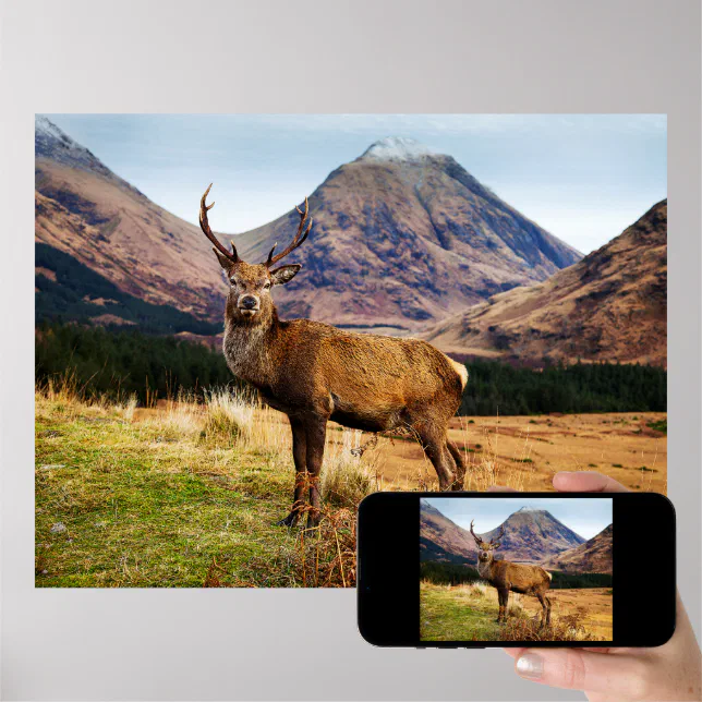 Stag in Scotland Poster/Print Poster | Zazzle