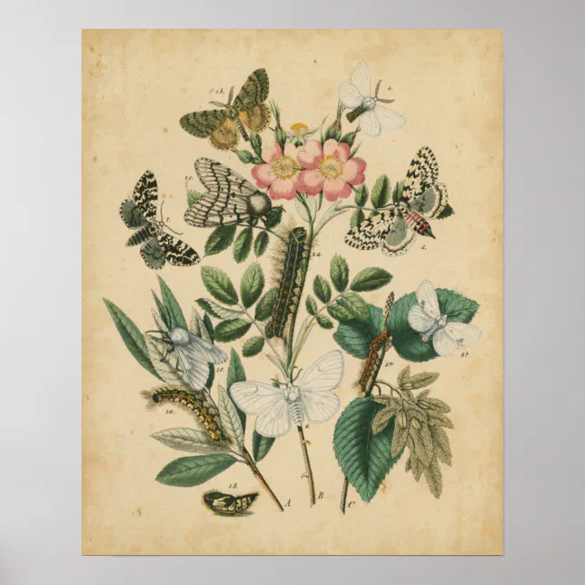 Stages of Butterfly Life by Vision Studio Poster | Zazzle