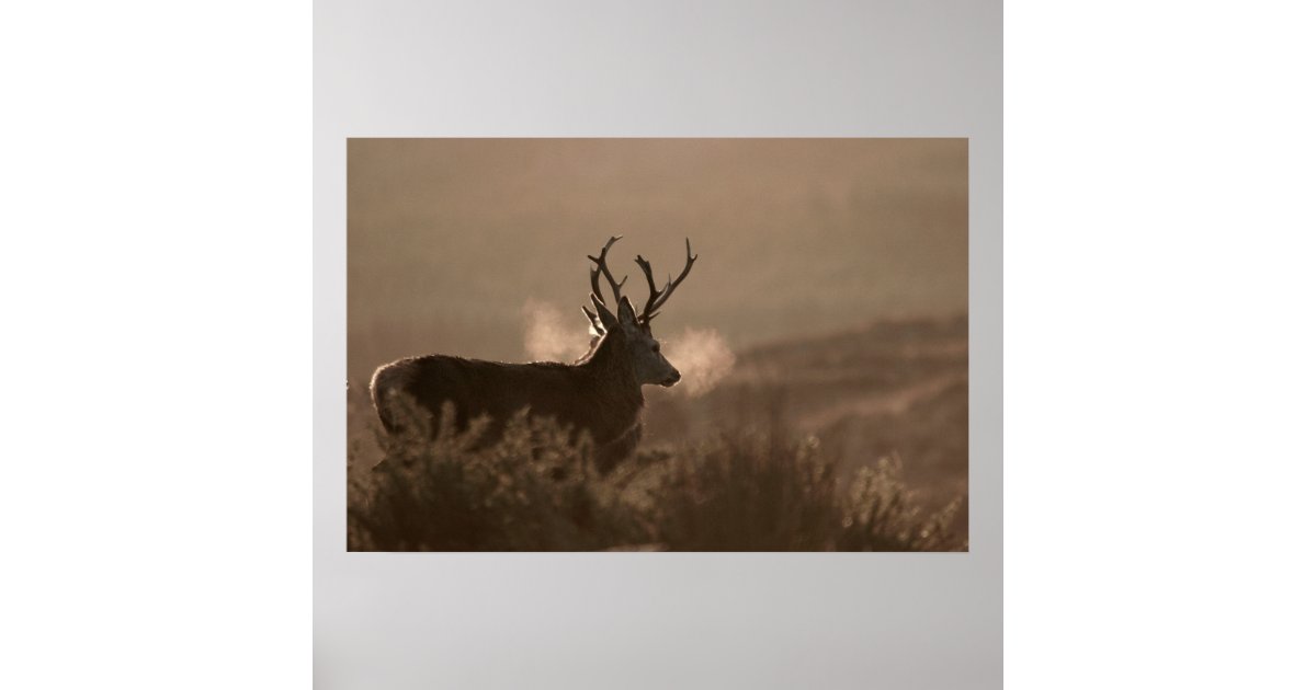 Stags Poster/Print Poster | Zazzle