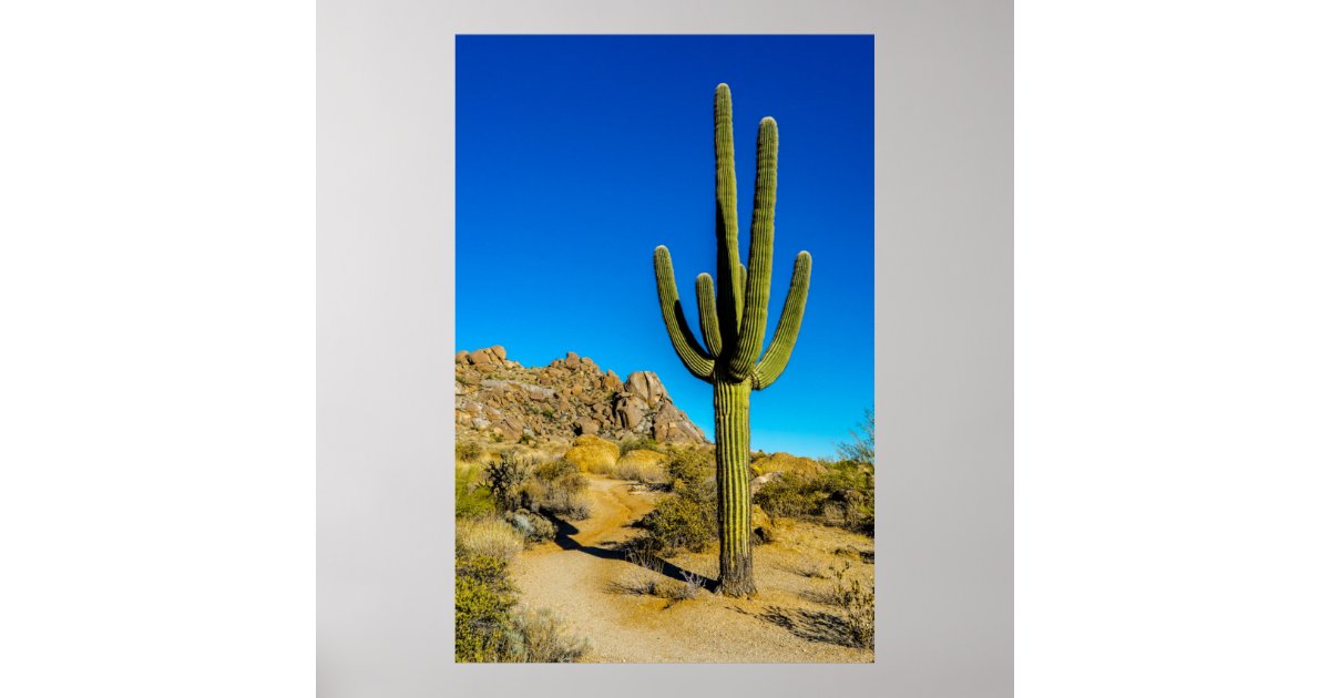 Standing Cactus Poster | Zazzle