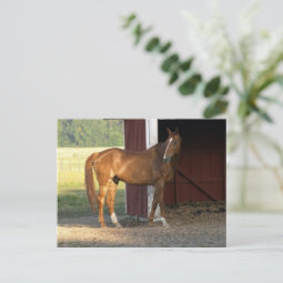 Standing Chestnut Postcard | Zazzle
