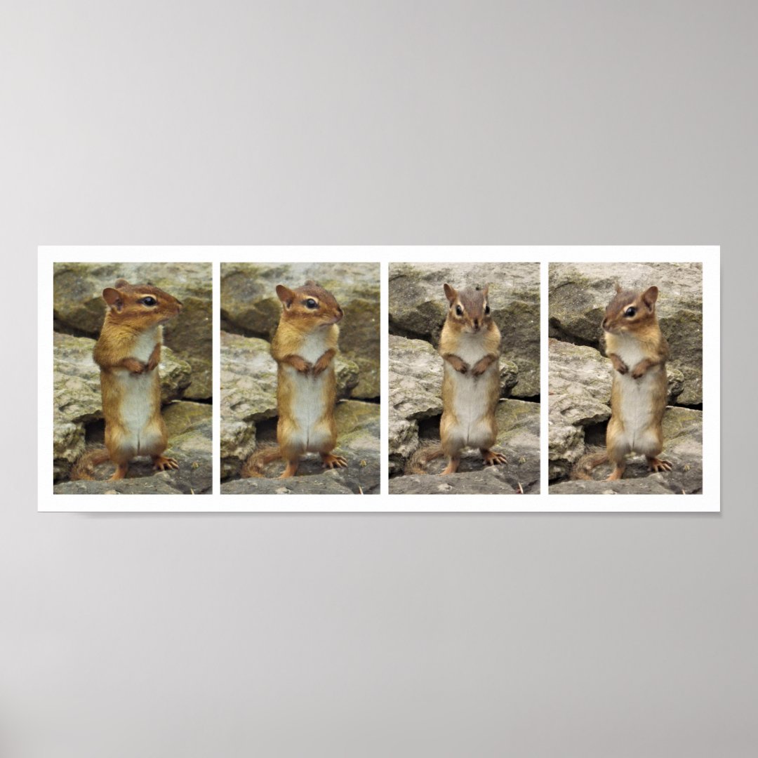 Standing Chipmunk Poster | Zazzle