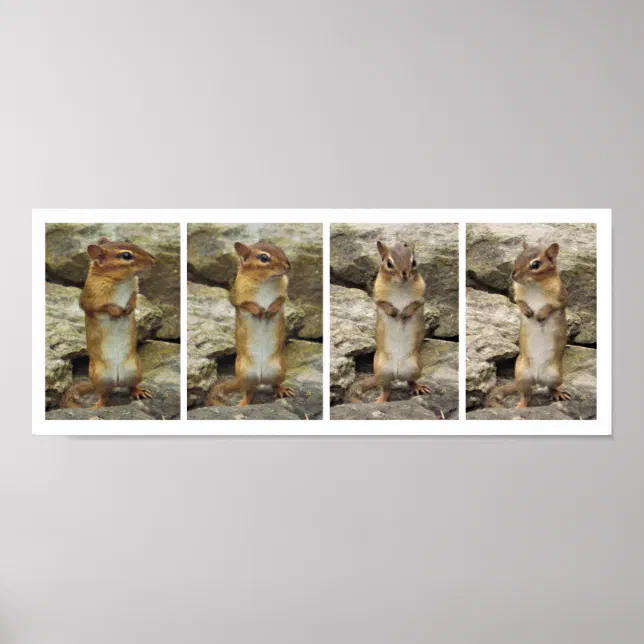 Standing Chipmunk Poster | Zazzle