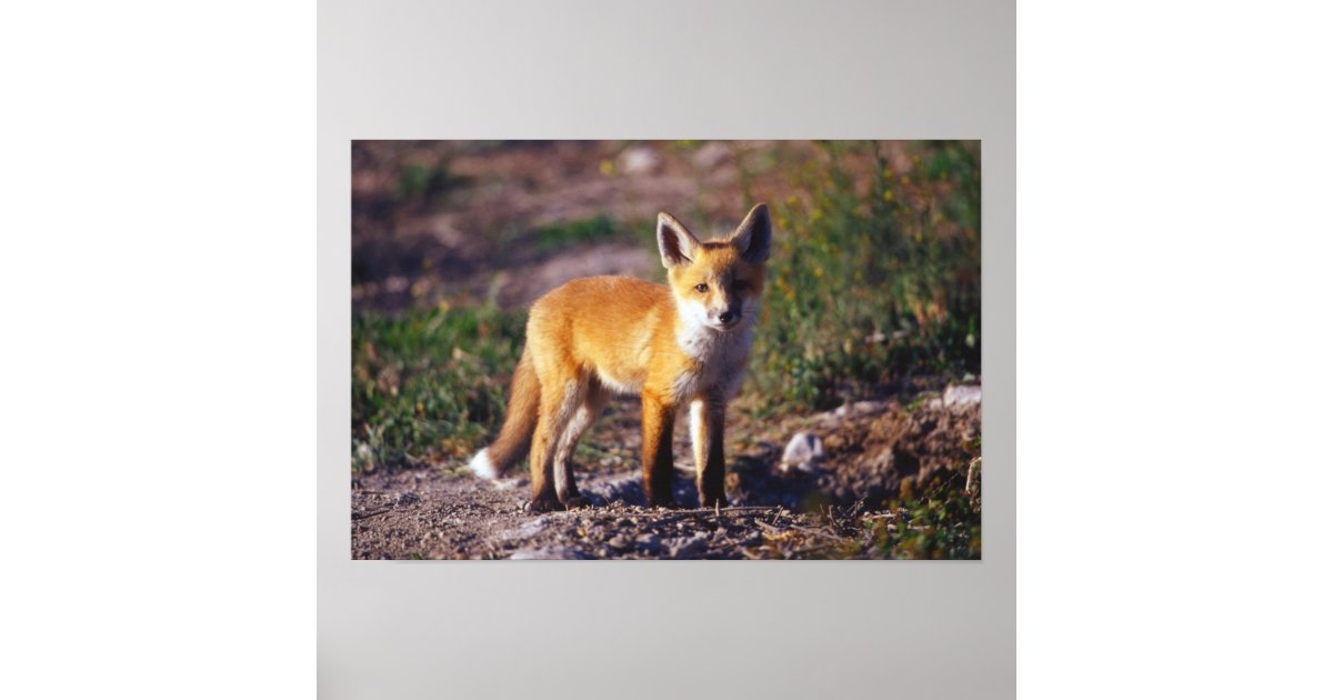 Standing Red Fox Poster | Zazzle