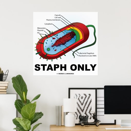 Staph Only (Bacteria Prokaryote) Poster | Zazzle