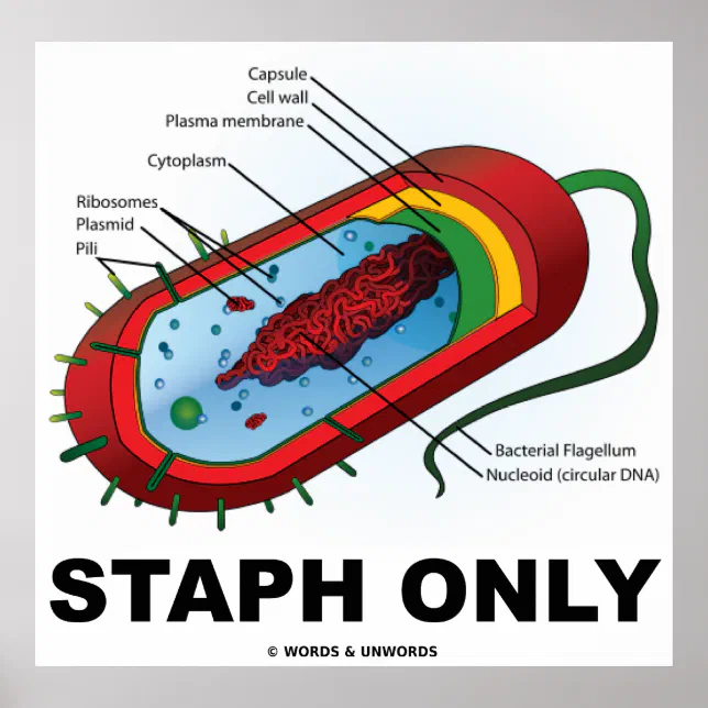 Staph Only (Bacteria Prokaryote) Poster | Zazzle