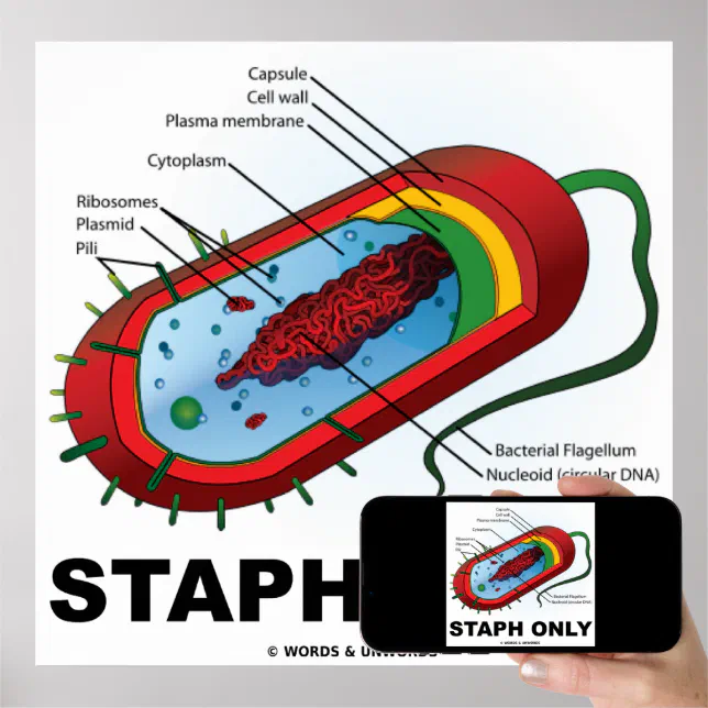Staph Only (Bacteria Prokaryote) Poster | Zazzle