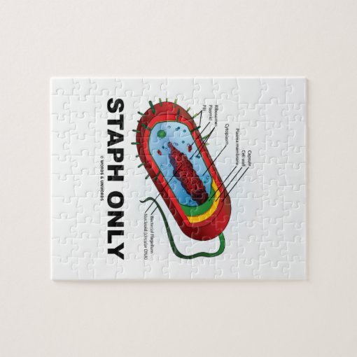 Staph Only (Bacterium Diagram Prokaryote Bacteria) Jigsaw Puzzle | Zazzle