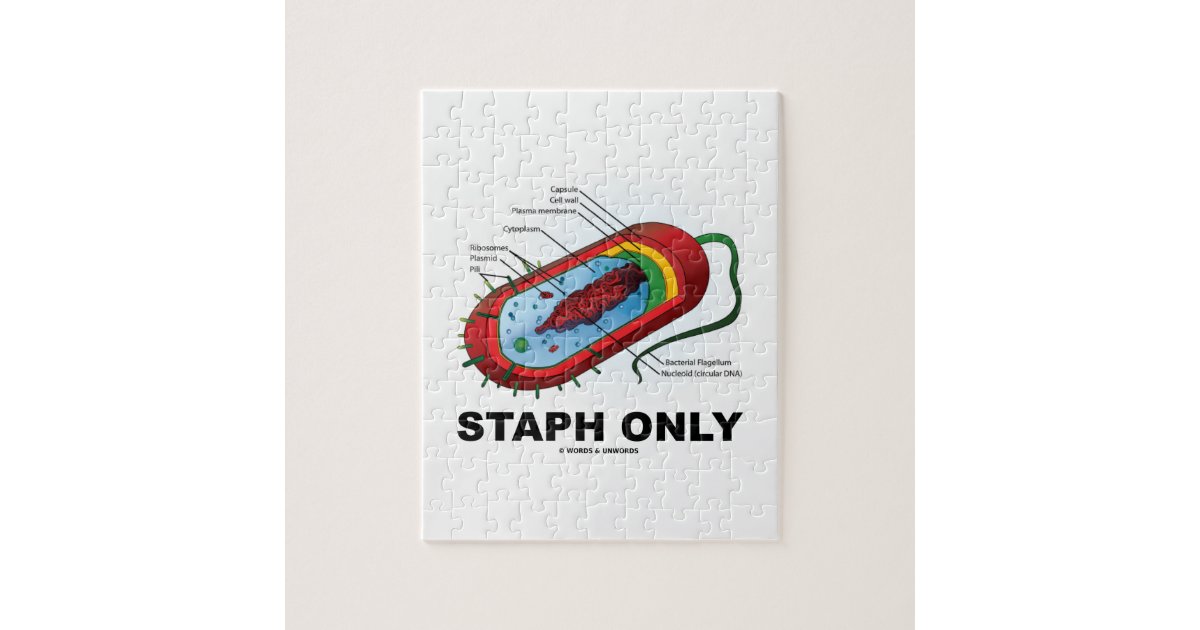 Staph Only (Bacterium Diagram Prokaryote Bacteria) Jigsaw Puzzle | Zazzle