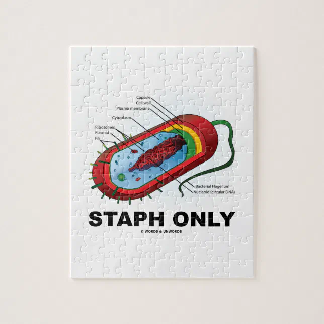 Staph Only (Bacterium Diagram Prokaryote Bacteria) Jigsaw Puzzle | Zazzle