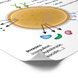 Staphylococcus aureus bacterium labeled diagram. poster | Zazzle