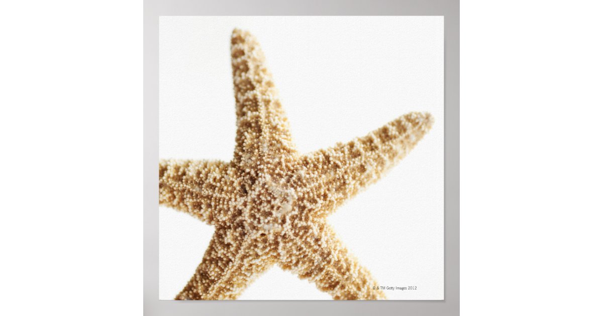 Star fish poster | Zazzle